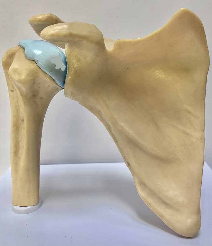 Anatomie de l’épaule - Chirurgie de l'épaule, du coude et du Sport