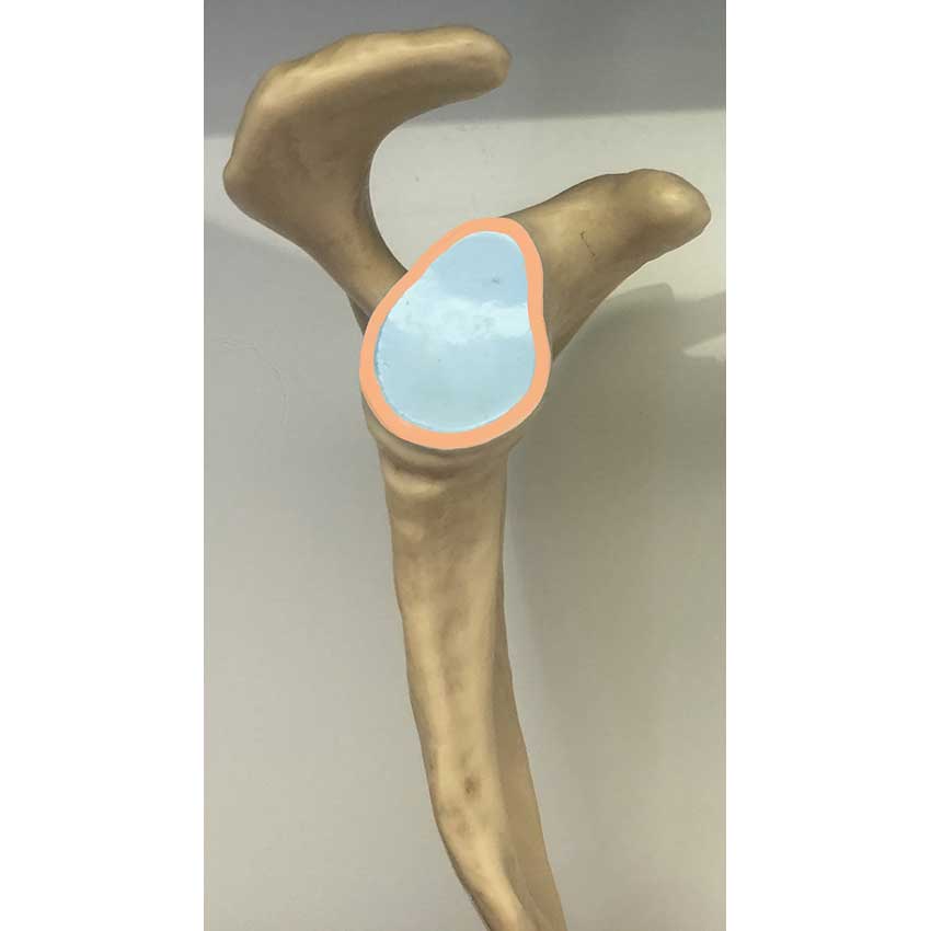 Anatomie de l’épaule - Chirurgie de l'épaule, du coude et du Sport