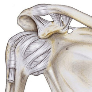 Anatomie de l’épaule - Chirurgie de l'épaule, du coude et du Sport