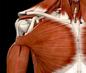 Anatomie de l’épaule - Chirurgie de l'épaule, du coude et du Sport