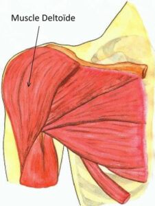 Anatomie de l’épaule - Chirurgie de l'épaule, du coude et du Sport