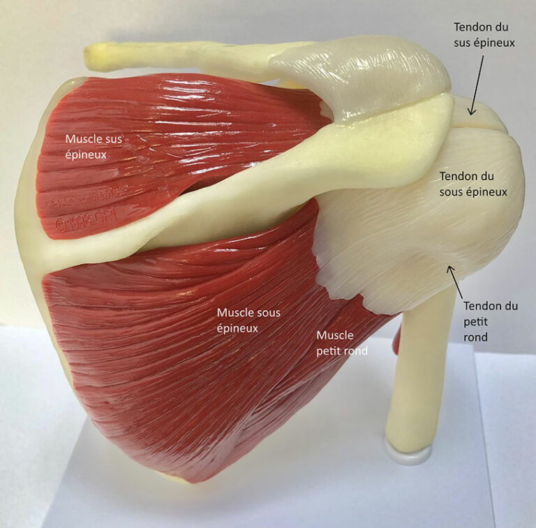Anatomie de l’épaule - Chirurgie de l'épaule, du coude et du Sport